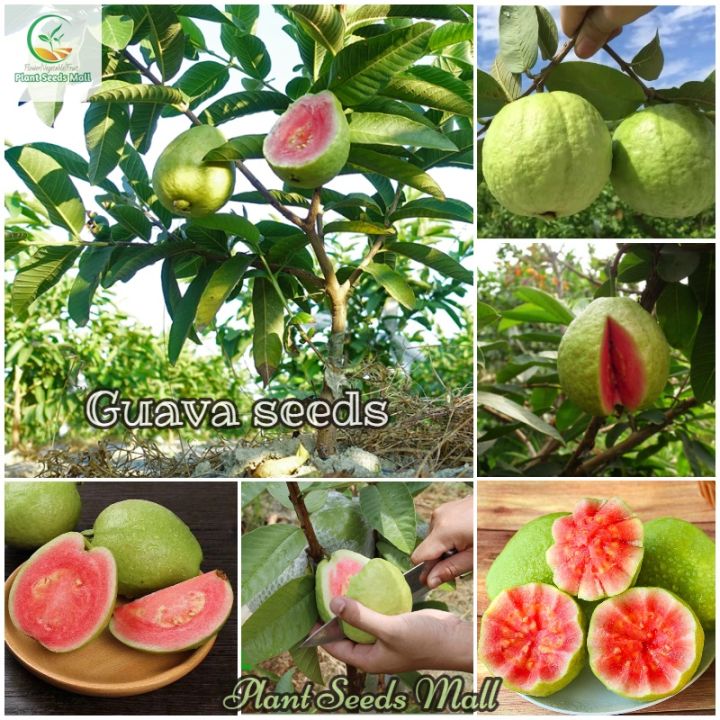 Guava seeds fruit trees seeds with stock guava seeds fruit trees seeds ...