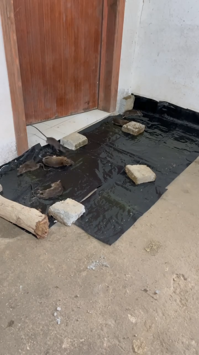 Rat Killer Glue Mat 120x28cm - Mouse Trap Blanket - Sticky Rodent ...