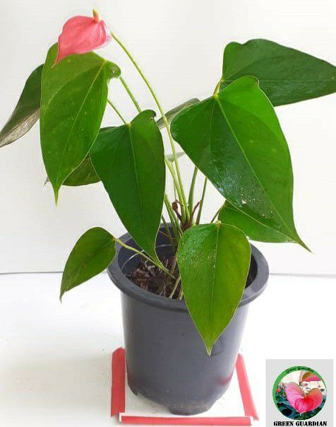 Natural Anthurium Plants - Lady Jane Anthurium Variant | Daraz.lk