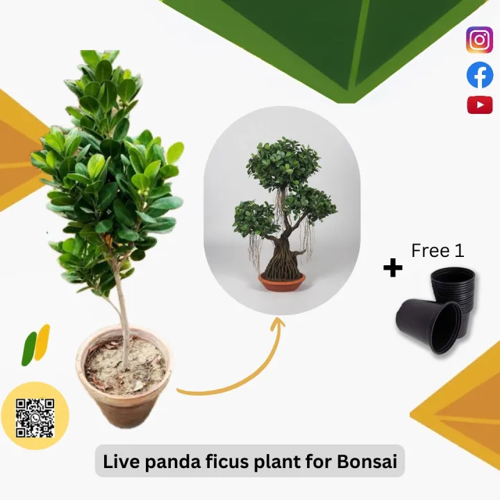 Panda ficus for Bonsai with pot | Not seeds | Real | Envirt | Daraz.pk