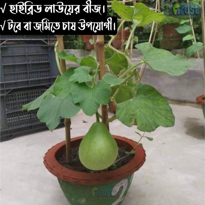 Hybrid Gourd /লাউ/ Law Seeds (10+ Seeds & gifts). | Daraz.com.bd