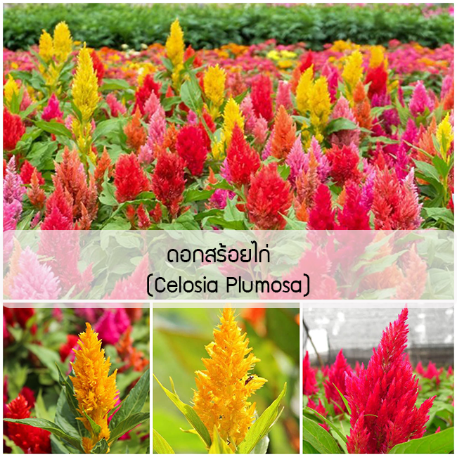Easy to plant all over Thailand flower seeds chicken Celia plumosa seed ...