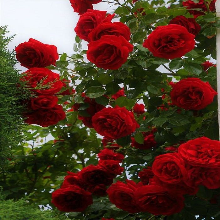 Red Rose Seeds | Daraz.pk: Buy Online at Best Prices in Pakistan | Daraz.pk