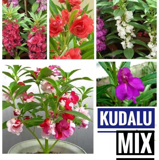 Kudalu mix colours seeds | Daraz.lk