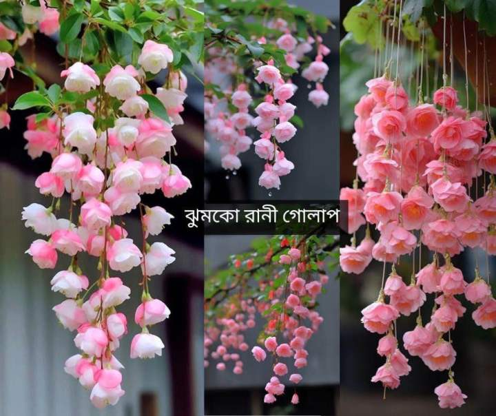 Jhumko Rani Rose seeds -30pcs | Daraz.com.bd