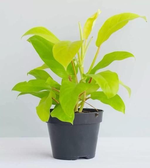 Philodendron Ceylon Gold Plant - Lustrous Foliage for Your Indoor Oasis ...