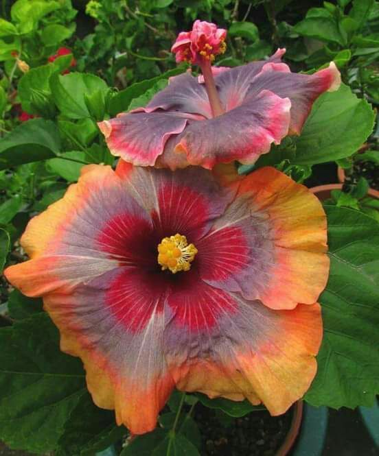 visithuru mal pela | Daraz.lk