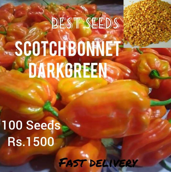 Nai miris / scotch bonnet darkgreen (seeds100) | Daraz.lk