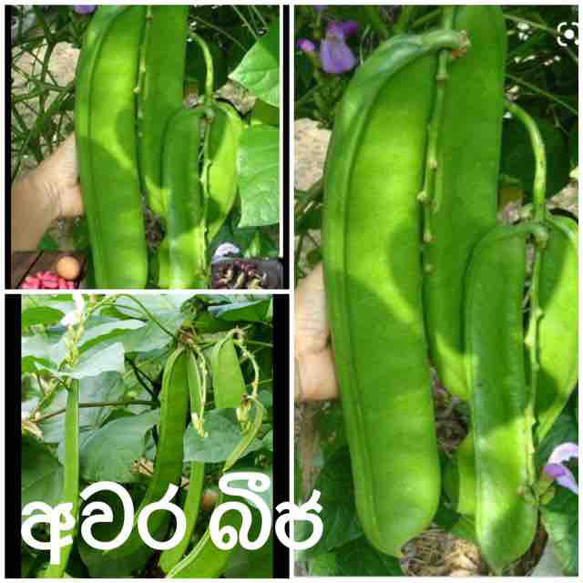 Jack beans big 5 seeds for your beautiful home garden අවර බීජ. | Daraz.lk