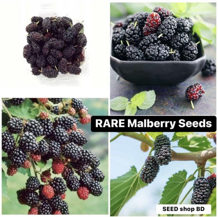MalBerry IMPORTED seeds - 30pcs | Daraz.com.bd