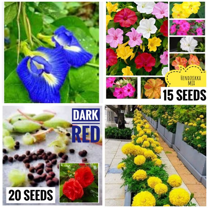 Four flowers package in your garden. | Daraz.lk