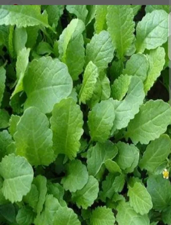 Cholai saag seeds (Best verity for Kitchen garden) | Daraz.pk