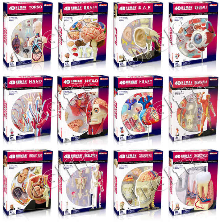 4D MASTER HUMAN ANATOMICAL MODELS DIY PUZZLES TOYS BODY ANATOMY ...