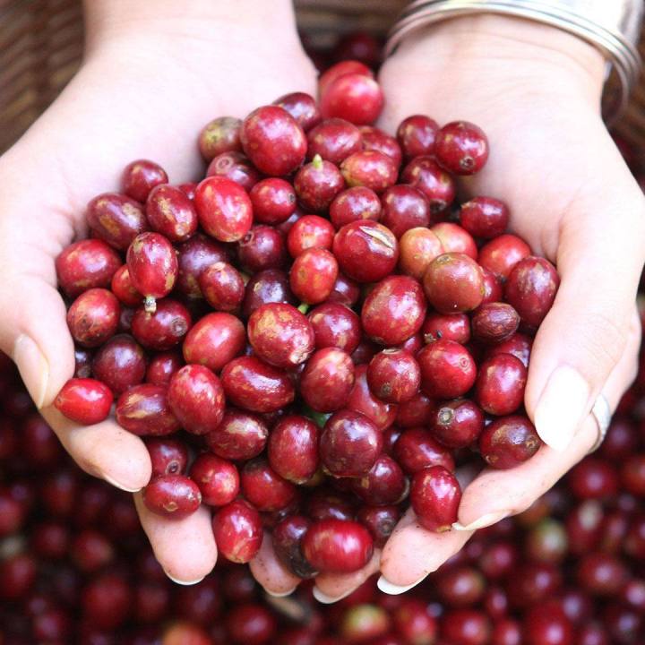 Coffee🎄For planting🎯The cheapest 10g.🎯5 fruit arabica coffee seeds♥️ ...