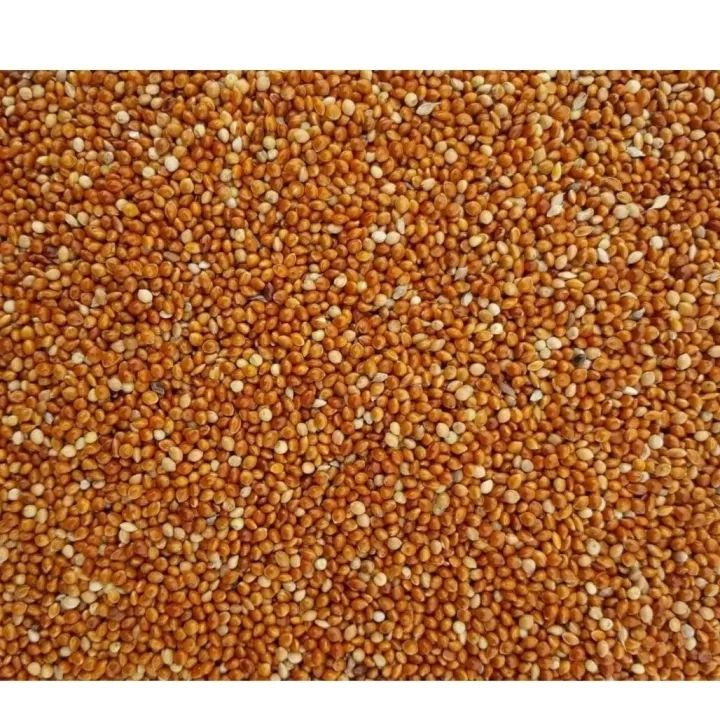 Red Kangni,laal kangni 1kg,لال کنگنی,Panicum millet Red,lal Kangni ...