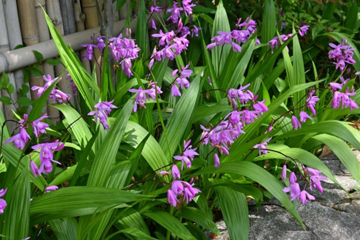 purple ground orchid/ground orchid/out door plant | Daraz.lk