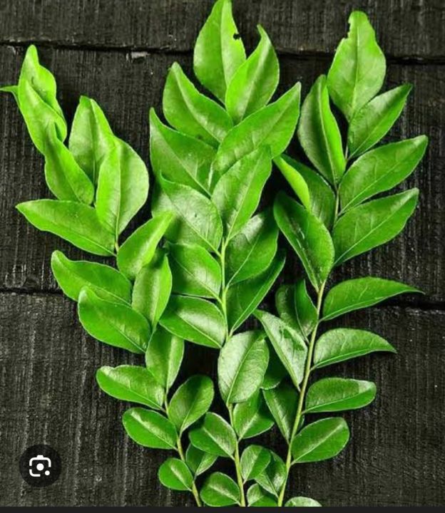Fresh Kari Pata Curry Leaves 50 G Packaged in a Transparent Bag for ...