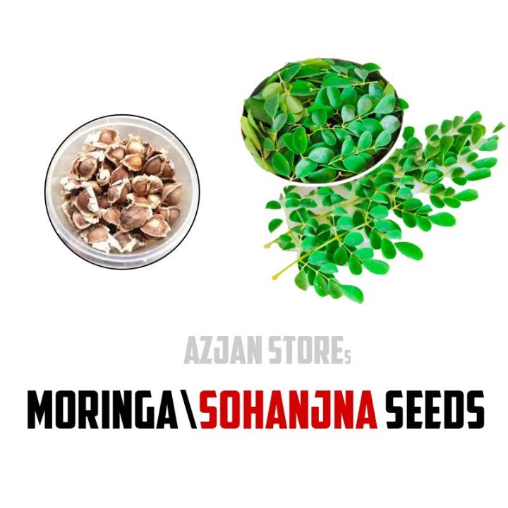 Moringa Seeds, Sohanjna Seeds 100 percent guarantee Germinate pack of ...