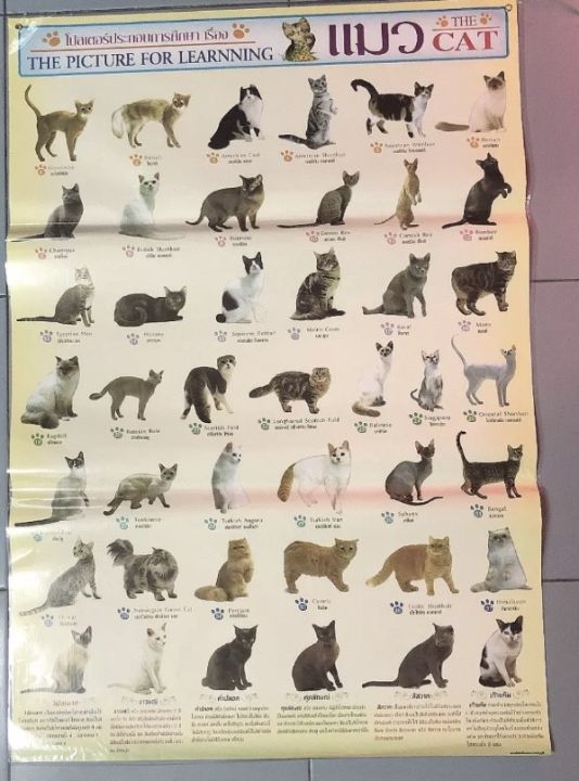 The picture for learnning the cat's educational illustration poster, 22 ...