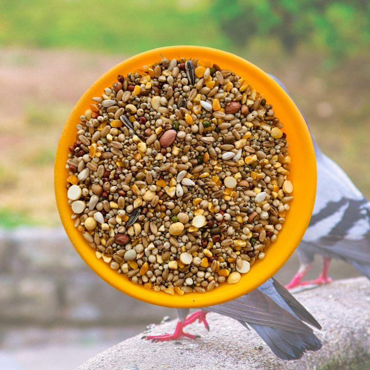 Pigeon BREEDING Mix Food | Daraz.lk