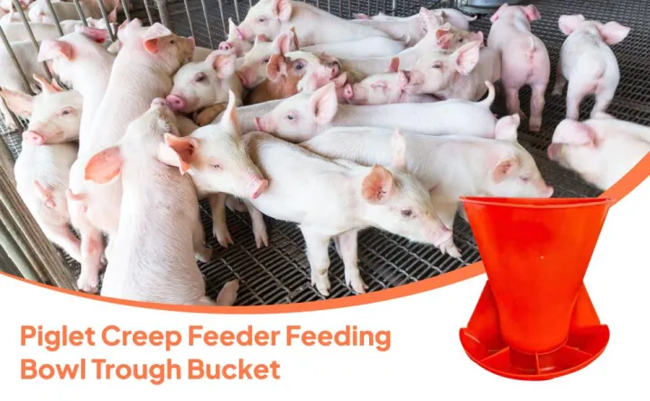 Wall -assembled Pig Feeder Waterer Piglet Shell Baby Pig Feeder Cattle ...