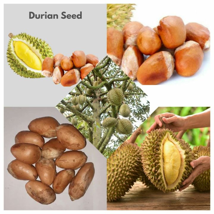 Duriyan seeds | Daraz.lk: Buy Online at Best Prices in Srilanka | Daraz.lk