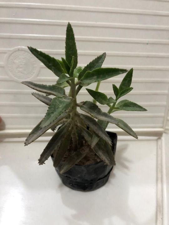 Devil Back Bone Plant 4 to 5 Plants | Daraz.pk