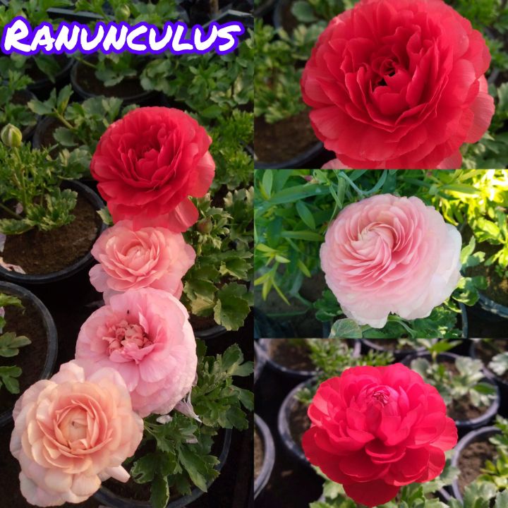 Ranunculus flower seeds Winter Flower seeds 500 + seeds | Daraz.pk