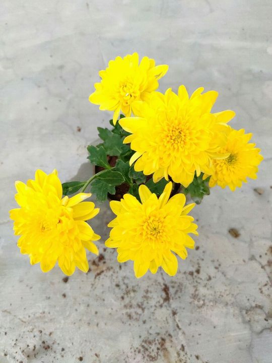 Kapuru Flower Plant | Daraz.lk
