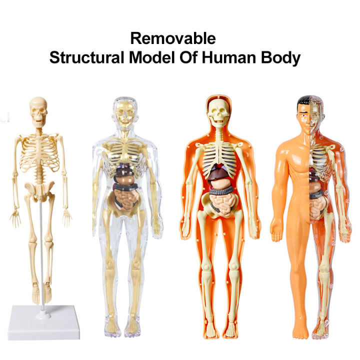 3D Human Body Torso Model for Kid, Anatomy, Skeleton, Removable ...