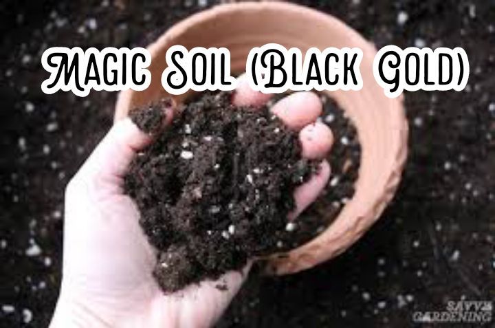 The Magic Soil plant growing our magic soil (Black Gold) 2kg | Daraz.lk