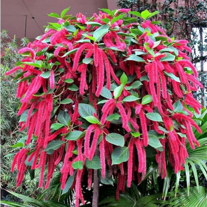 Acalypha hispida plant /Chenille plant/red-hot cat tail plant / cat's ...