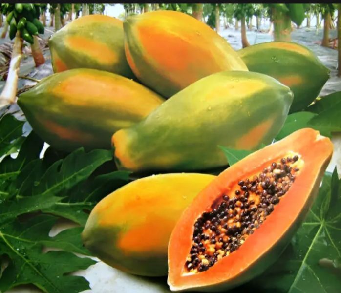 Red lady Papaya 10 Piece Dana | Daraz.com.bd