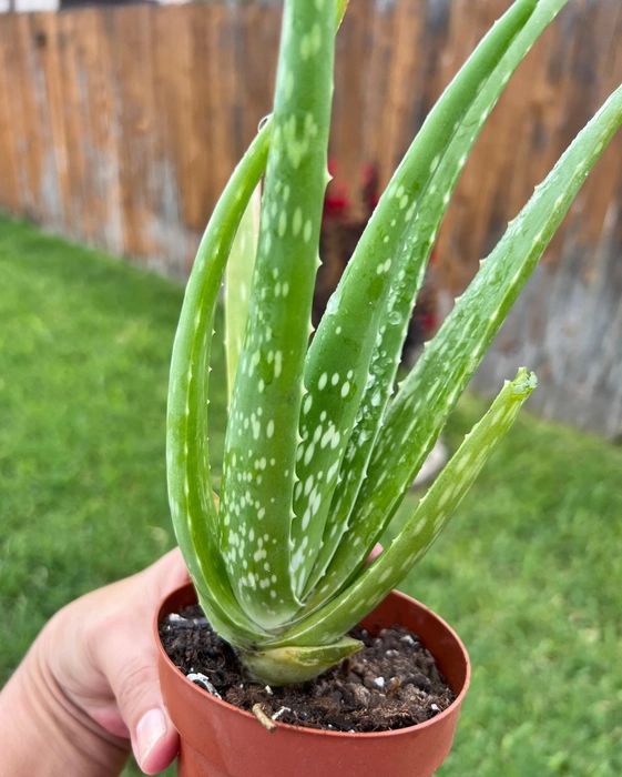Aloe vera plant / komarika plant / live plant | Daraz.lk
