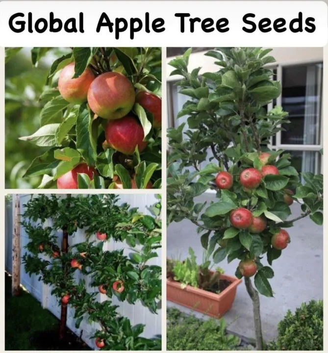 Global Apple Tree Seeds Confirmed germinated -15pcs | Daraz.com.bd