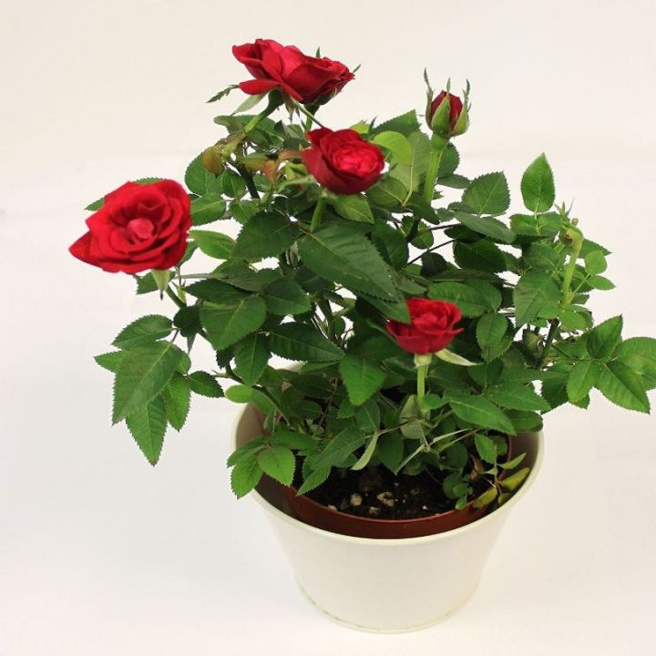 Miniature Red Rose Seeds | Daraz.pk