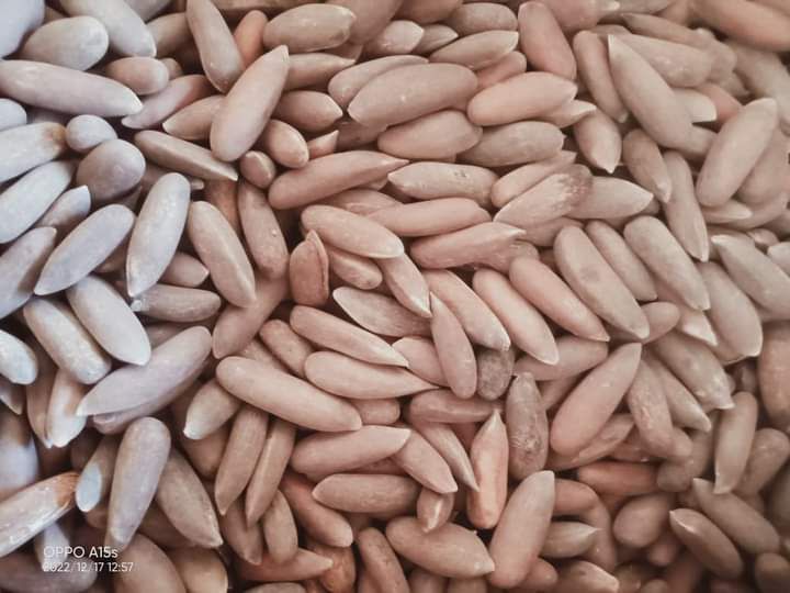 High Qulaity Chilgoza / Pine Nuts / Gilgit Special Soghat 500g | Daraz.pk