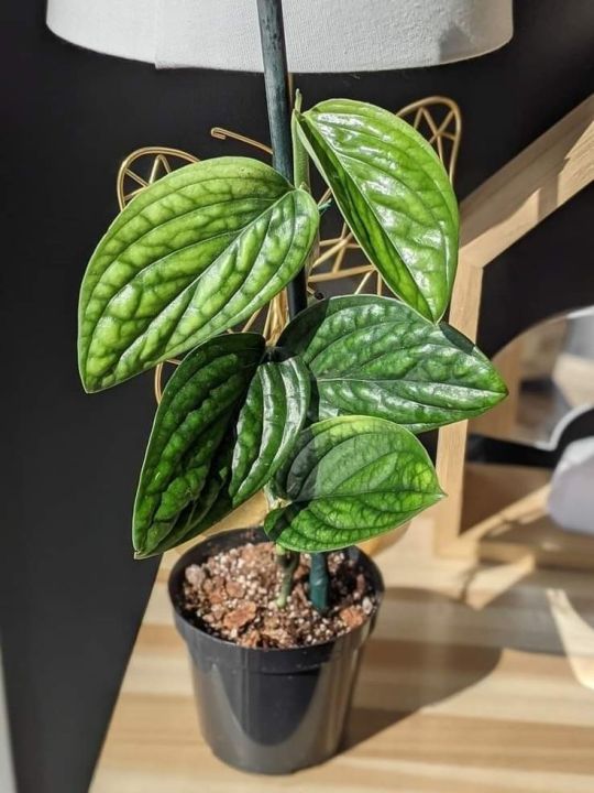 Monstera Peru indoor and semi outdoor houseplant with tob and soil ...