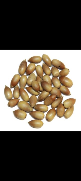 baloot seeds (250 Gram) | Daraz.pk