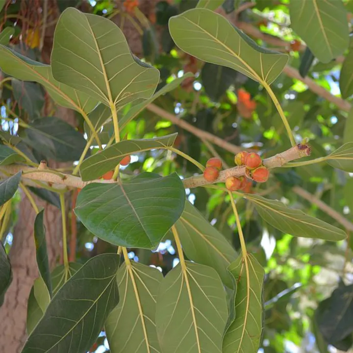Banyan Tree Leaves | Bohar,Bargad Leaves 100 Gm | بوھڑ کے پتے | Daraz.pk