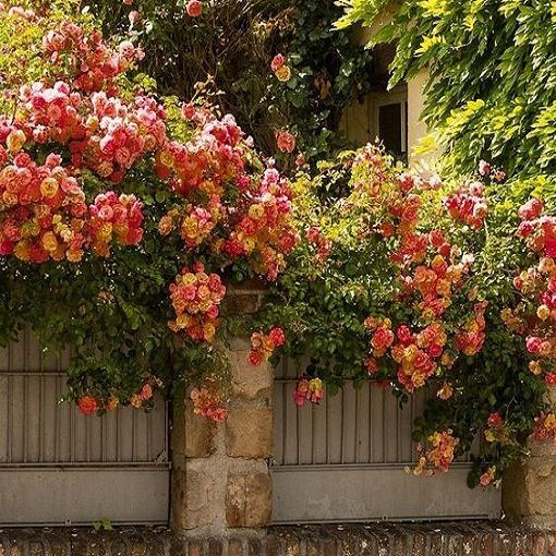 Pinata Climbing Rose Seeds | Daraz.pk