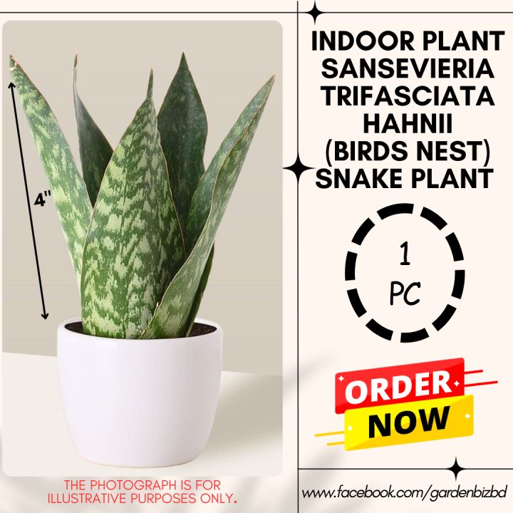 Indoor Plant- Sansevieria Trifasciata Hahnii- Birds Nest Snake Plant ...