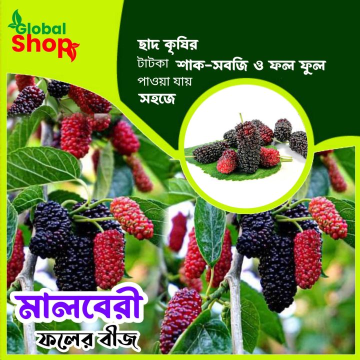 Sweet malberry fruits hybrid seeds 25 pis + gift | Daraz.com.bd