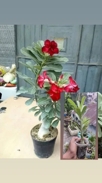 Adenium Obesum Mix Color Big size plant | Daraz.com.bd