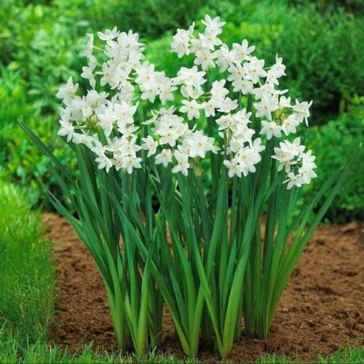 Paper White Flowers Gardening (bulbs)(Seed) | Daraz.pk