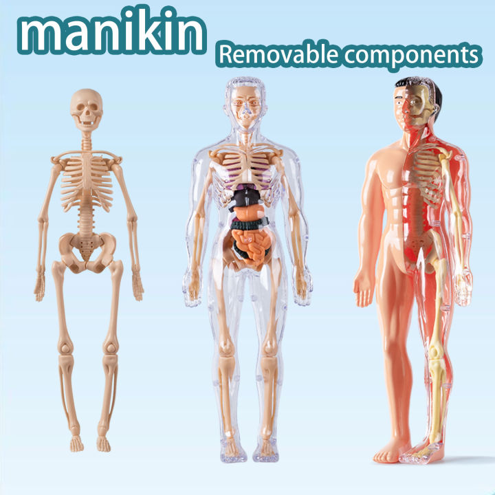 Human Body Structure Model, Organ Skeleton, Simulationdetachable ...