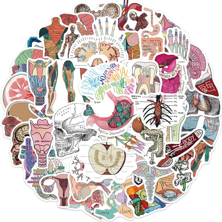 50Pcs Cartoon Human Body Organ Stickers Waterproof Sticker Anatomy Map ...