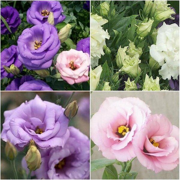 20 eustoma grandiflorum flower seeds rare bonsai seeds, colorful flower ...