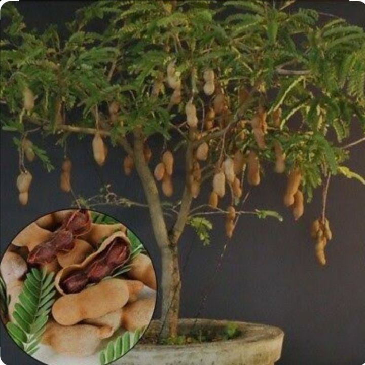 Tamarind tree (imli)plant | Daraz.pk