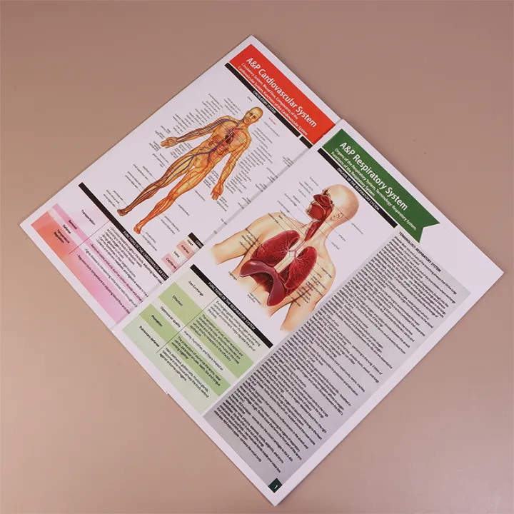 Anatomy & Physiology Study Guides - Set Of 10 Human Anatomy Guides For ...